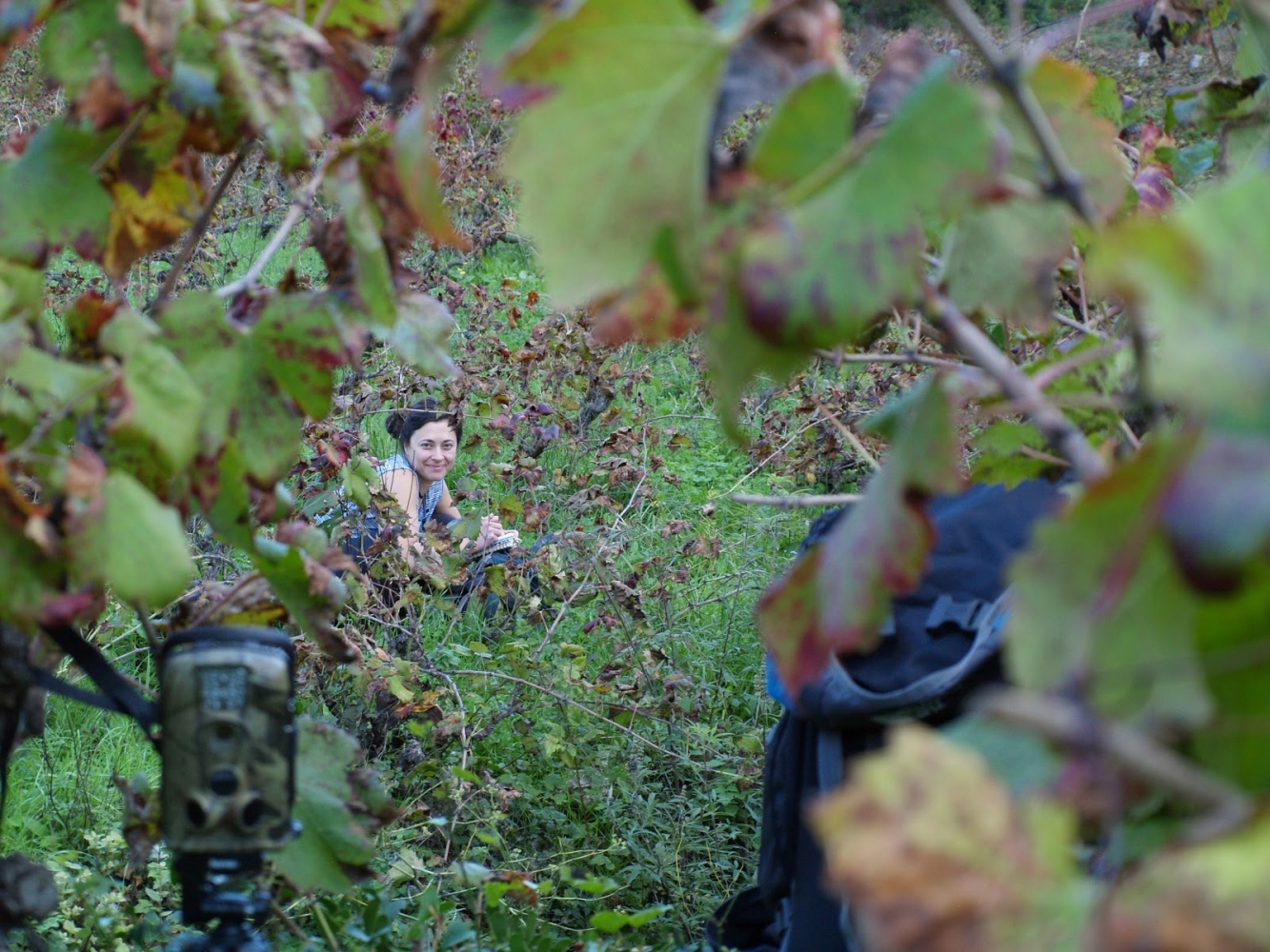 PARADIS (Raj) 2012 , CHAGALJ survey in Peljesac Peninsula CROATIA